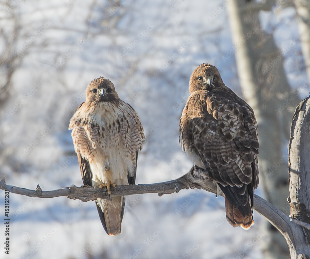 A pair of red-tailed hawks sit on a branch side-by-side and watch for ...