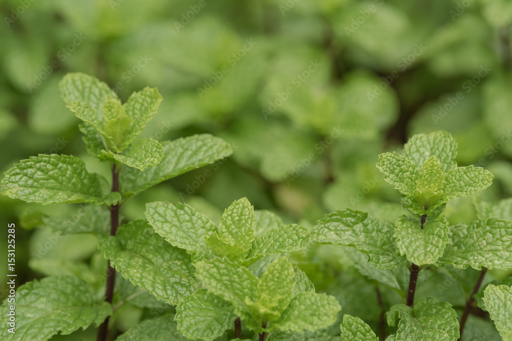 Peppermint plantation organic for background, Fresh mint growing at ...