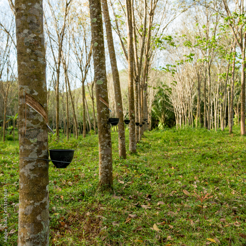 Tapping rubber tree with cup rubber tree row agricultural, green leaves ...