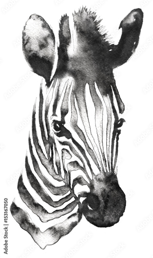 black and white monochrome painting with water and ink draw zebra ...