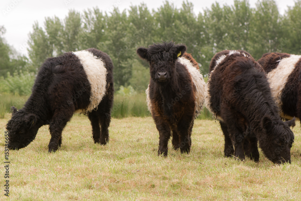 Belted galloway cattle grazing. Attractive heritage breed of beef ...