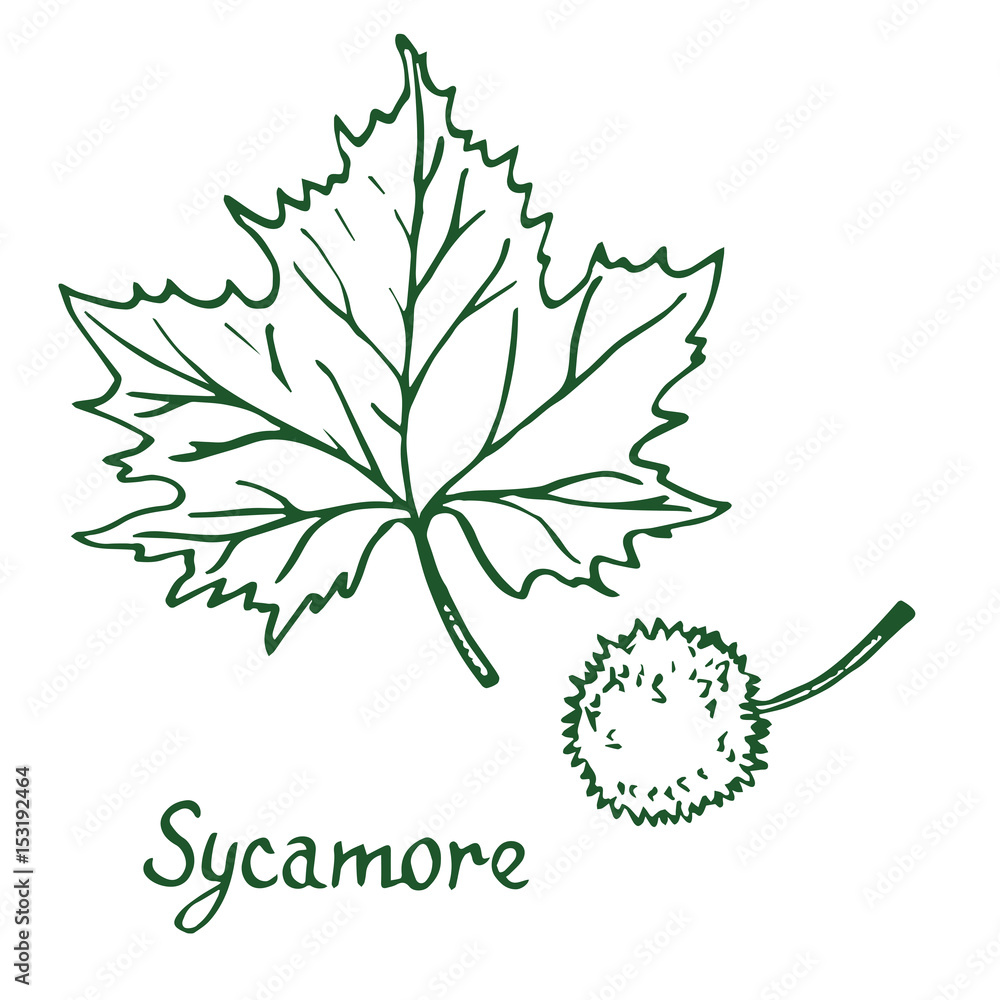 Sycamore (american sycamore tree platanus occidentalis) Leaf and fruit ...