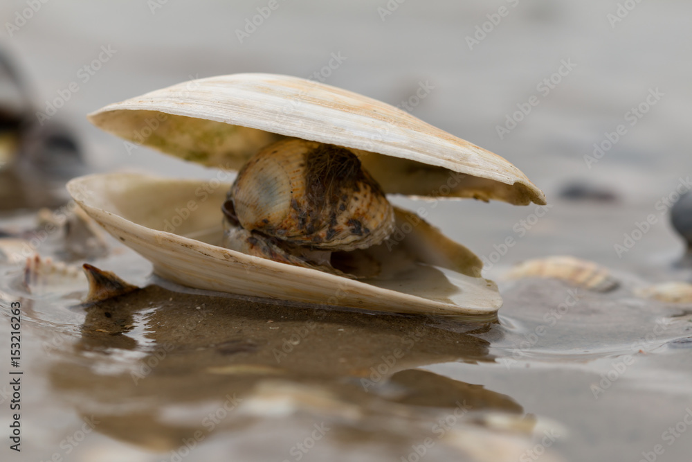 Muschel, Wattenmeer, Ebbe Stock Photo | Adobe Stock