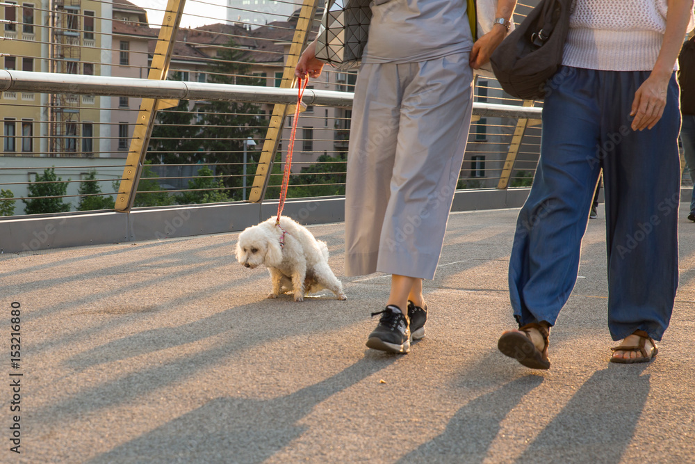 take the dog to pee - poodle pee on a urban bridge Stock Photo | Adobe ...