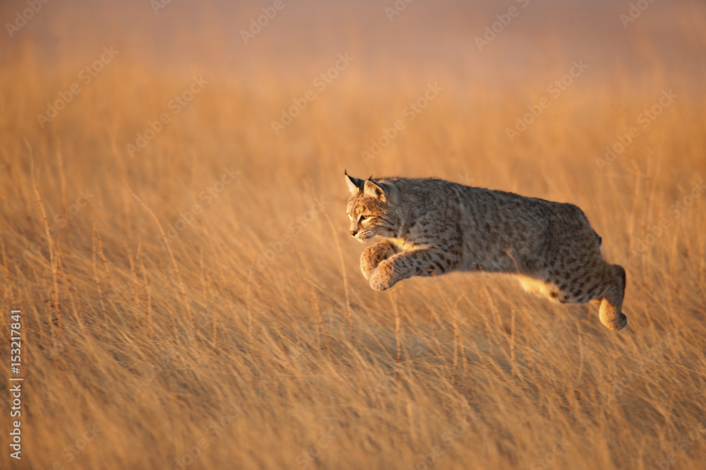 Pouncing Bobcat Stock Photo | Adobe Stock