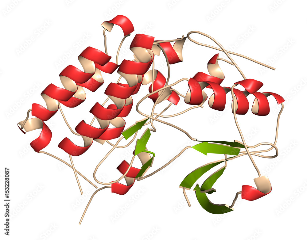 Anaplastic lymphoma kinase (ALK, tyrosine kinase domain) protein. Shown ...