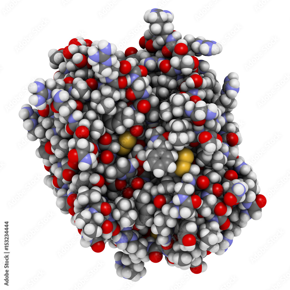 Neutrophil elastase enzyme. Plays role in defense against bacteria. 3D ...