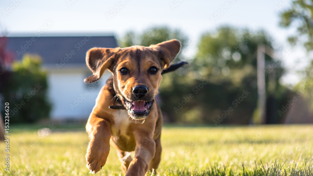 Beagle Puppy Stock Photo | Adobe Stock
