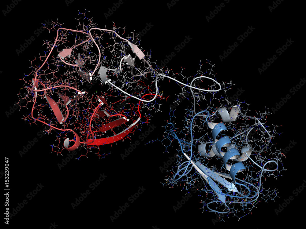 Matrix metalloproteinase 12 (MMP-12, macrophage elastase) enzyme. MMPs ...