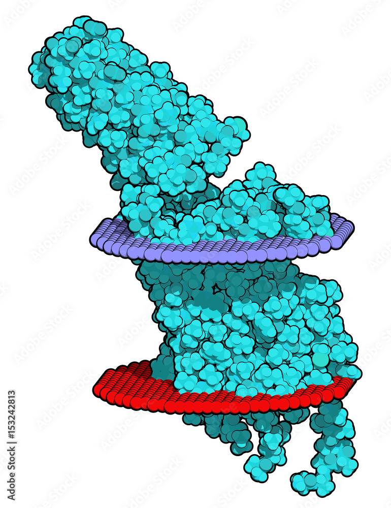 Serotonin receptor 5-HT2B protein. Shown in complex with an LSD ...