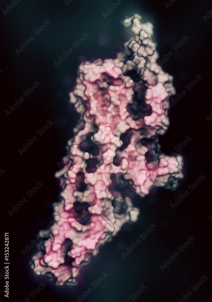 Serotonin receptor 5-HT2B protein. Shown in complex with an LSD ...