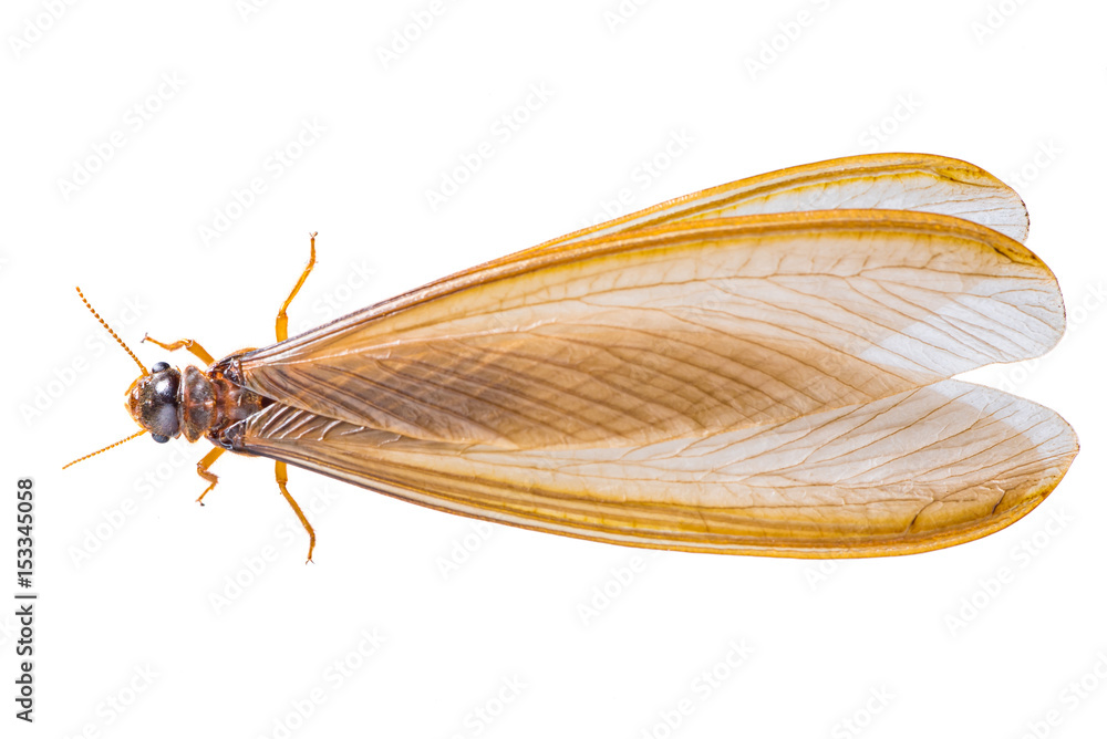 Poster A flying termite or Alates isolated on white background. – Wall ...