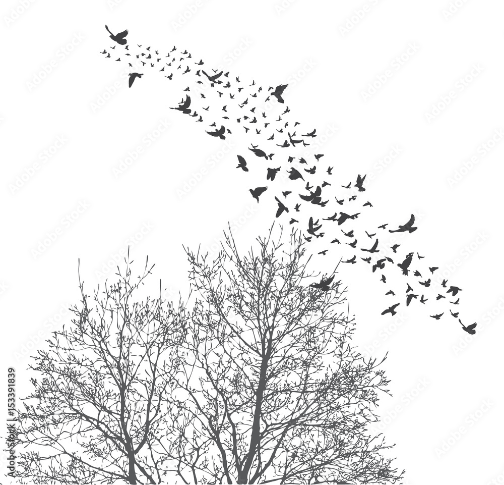 Silhouette flying birds and silhouette tree Stock Illustration | Adobe ...