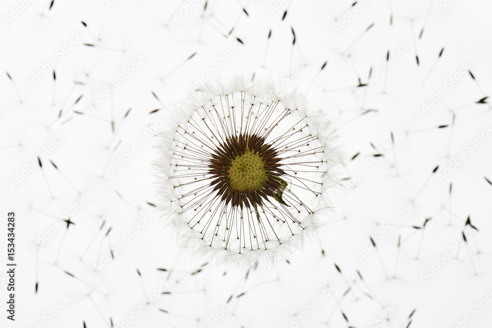 Pusteblume Stock Photo | Adobe Stock