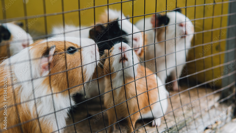 Guinea pigs in a cage close-up. Life of Guinea pigs in natural ...