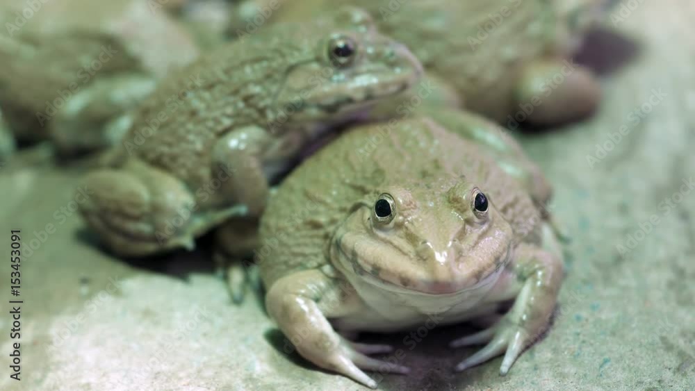 Close up a lot of field frogs in aquaculture farm in Thailand, UHD 4k ...