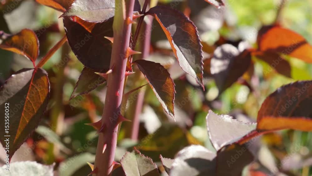 Woody perennial plant thorns close-up 4K 2160p 30fps UltraHD tilting ...