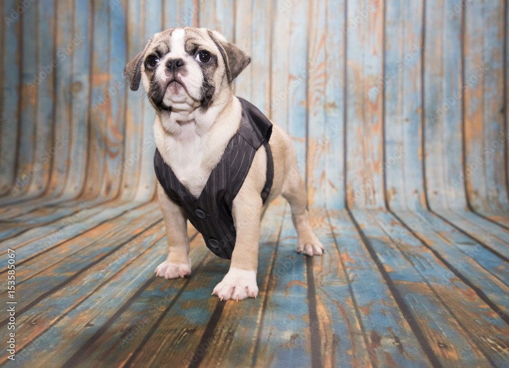 Micro English Bulldog