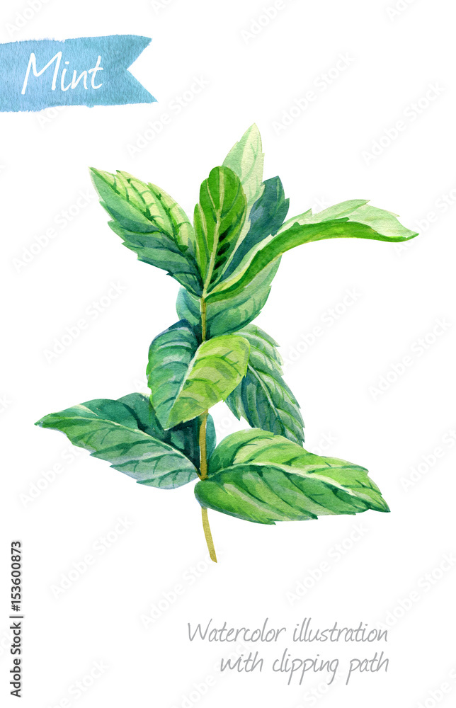 Watercolor illustration of peppermint plant isolated on white ...
