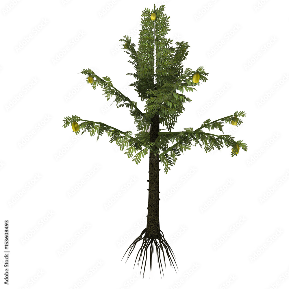 Pteridospermatophyta