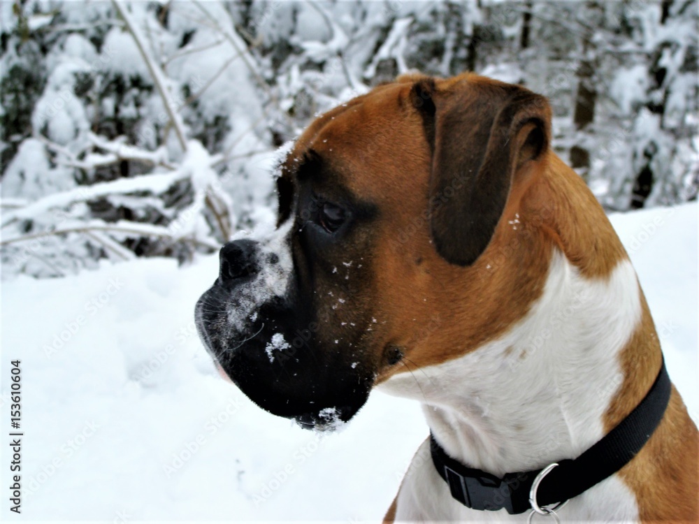 Do Boxer Dogs Get Cold