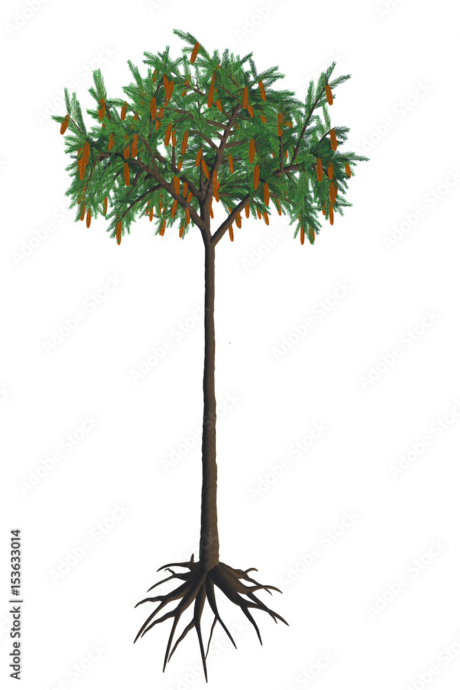 Lepidodendron aculeatum Tree - Lepidodendron was a giant lycopod tree ...