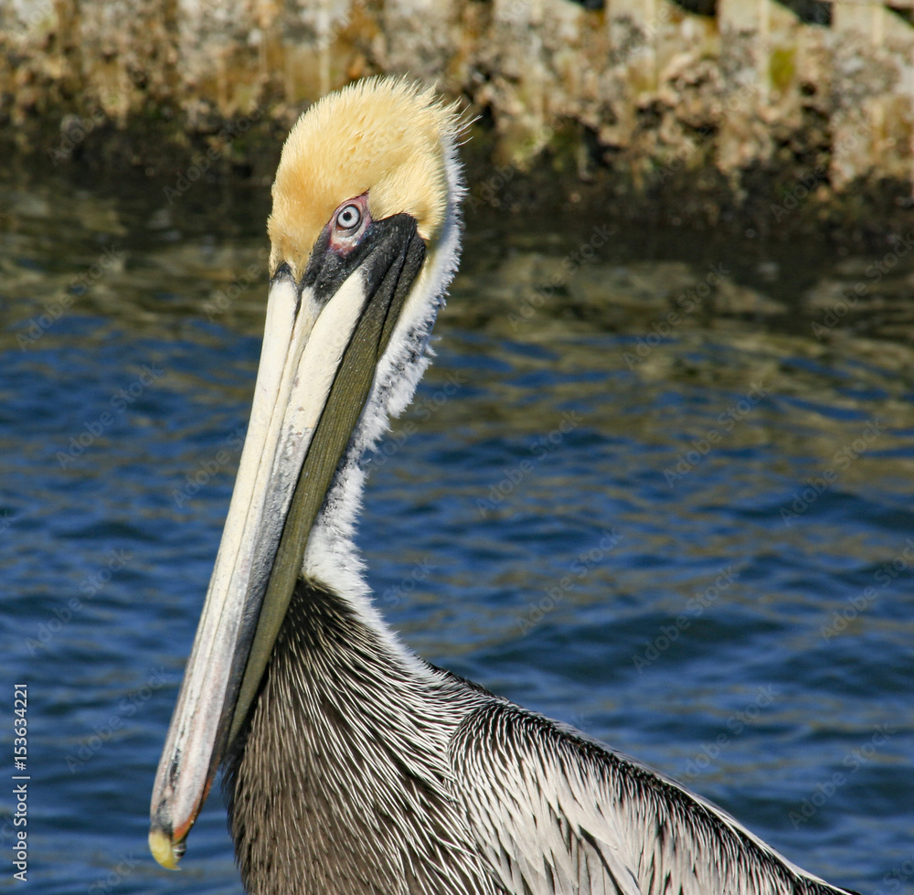 Pelican Yellow Head Stock Photo | Adobe Stock