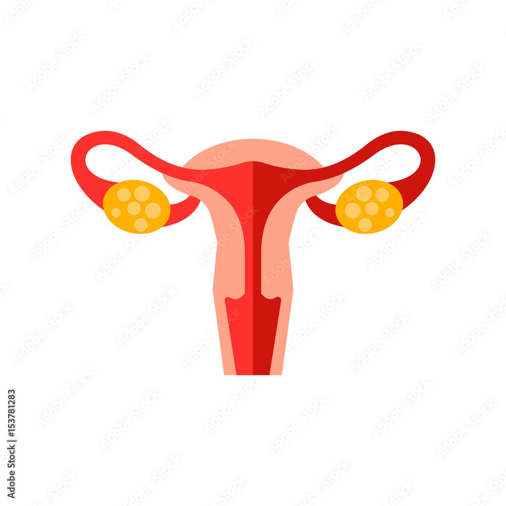 Female reproductive system vector icon Stock Vector | Adobe Stock