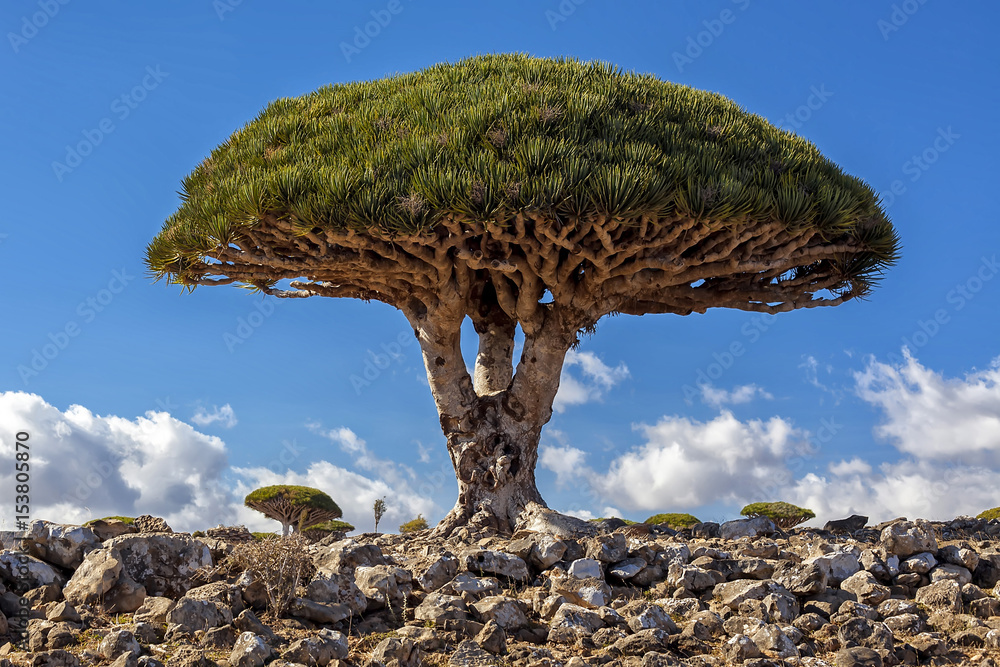 Socotra Island. Dragon Tree. Stock Photo | Adobe Stock