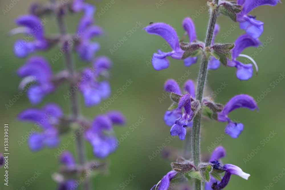 Sauge commune ou Sauge des prés , Salvia pratensis Stock Photo | Adobe ...