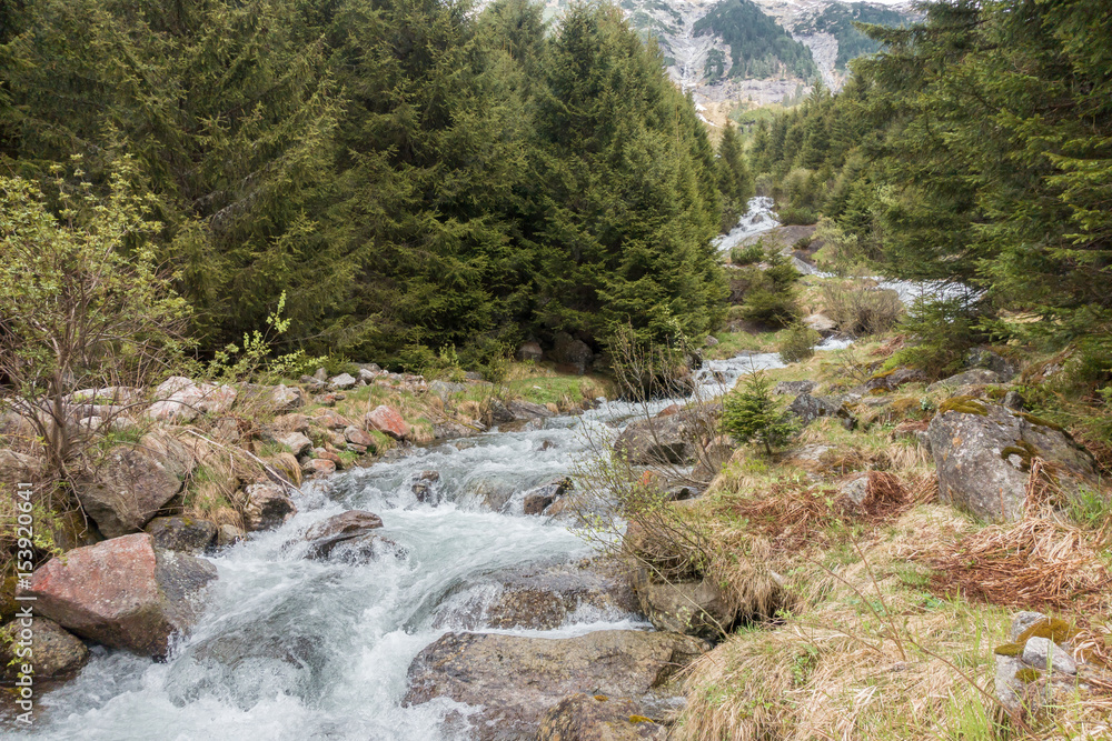 Wildbach durch einen Wald Stock-Foto | Adobe Stock
