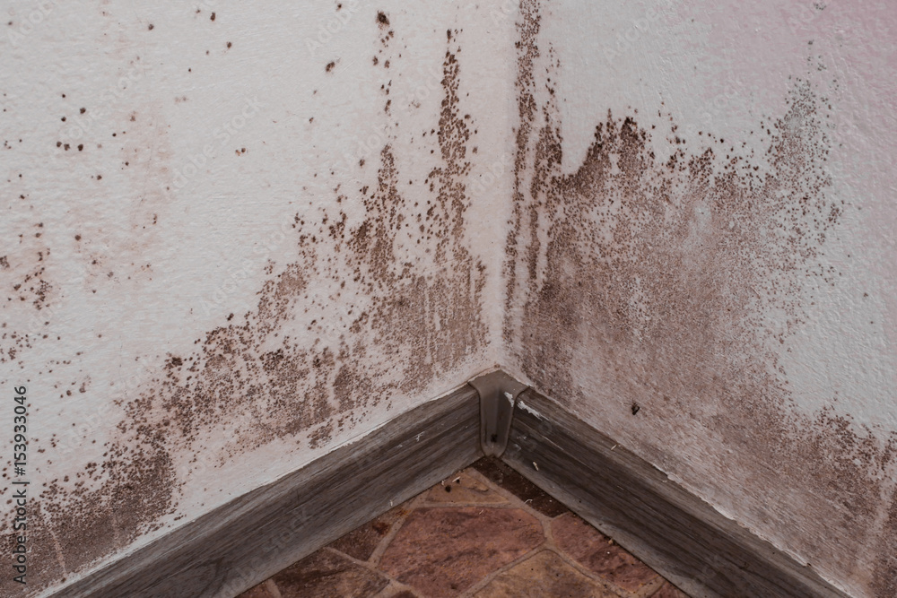 Mold and dirt and fungus growing on the corner of the wall near the ...