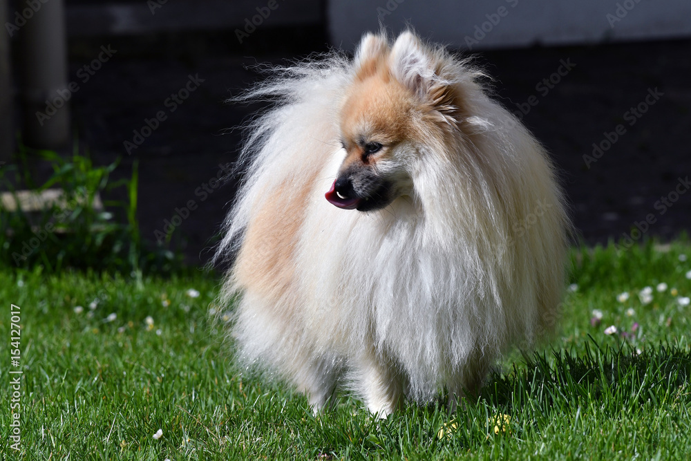 spitz nain Photos | Adobe Stock