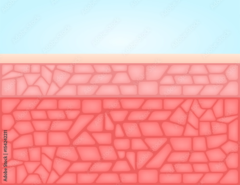 skin and anatomy vector , cell anatomy background Stock Vector | Adobe ...