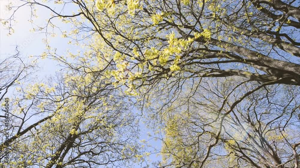 Spring forest looking up at tree tops from low angle view. Sunny day ...