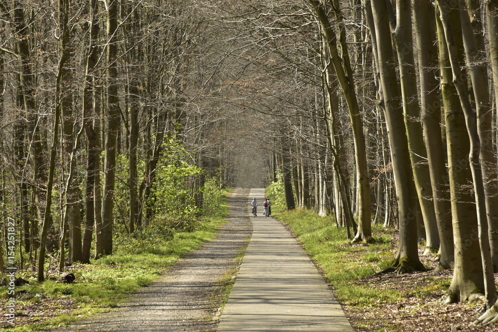Piste cyclable le long du chemin en terre au milieu des hêtres de la ...