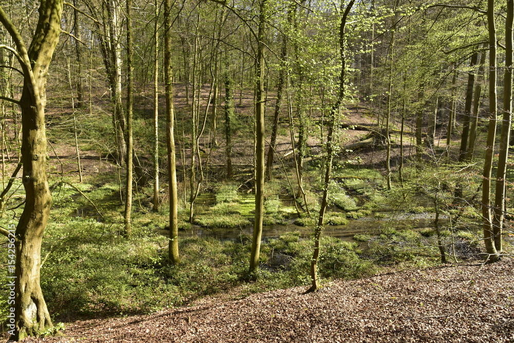 Ruisseau au fond d'une des vallées à la forêt de Soignes à l'est de ...