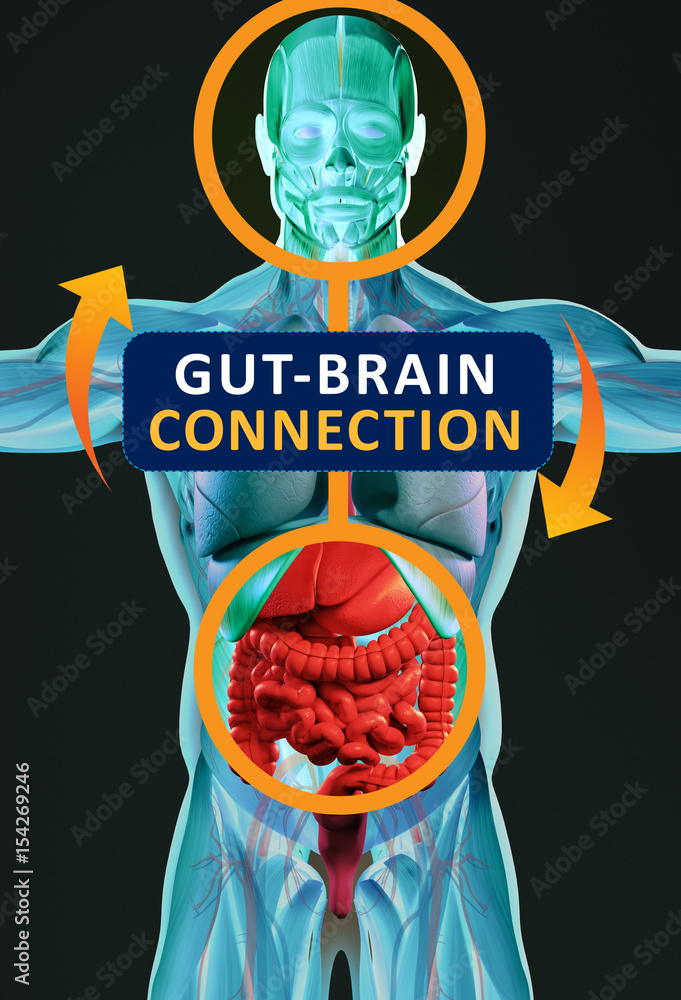 Ilustrace „gut Brain Connection Or Gut Brain Axis Concept Art Showing