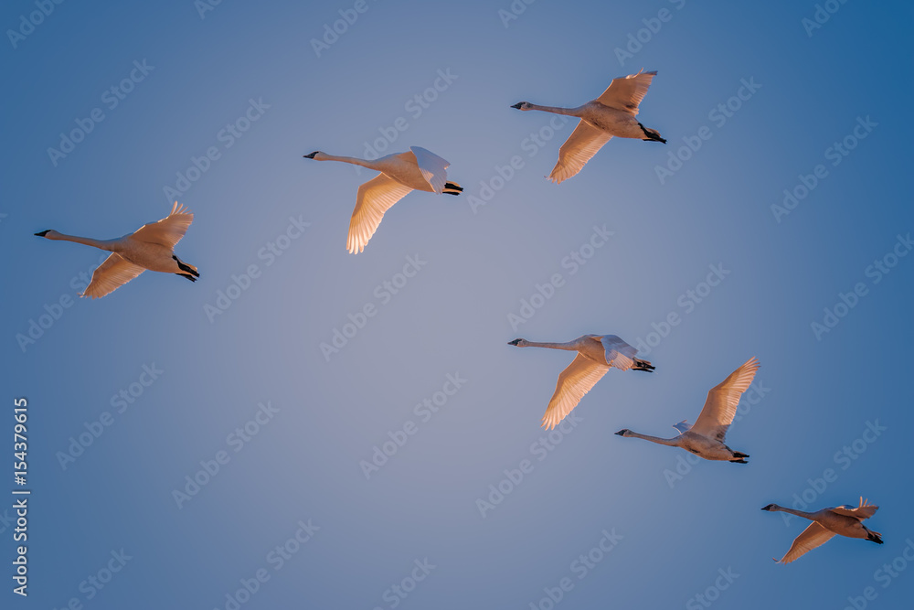 Six White Trumpeter Swans flying in formation with a blue-sky ...