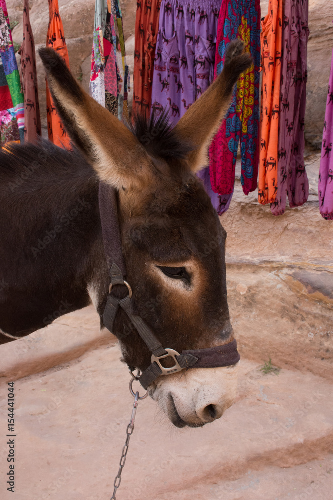 Donkey Head Front