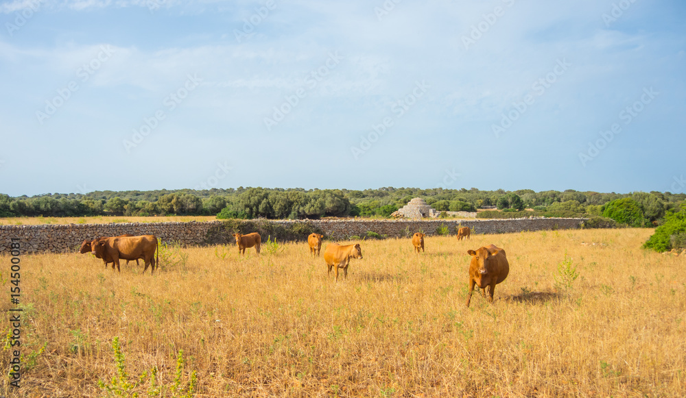 Menorca, Spain, the outback between rock pyramids and grazing cows ...