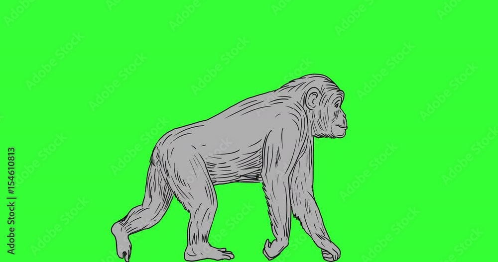 Chimpanzee Walking Side 2d Animation Stock 비디오 | Adobe Stock