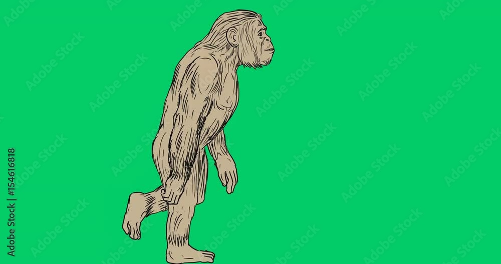 Homo Habilis Drawing