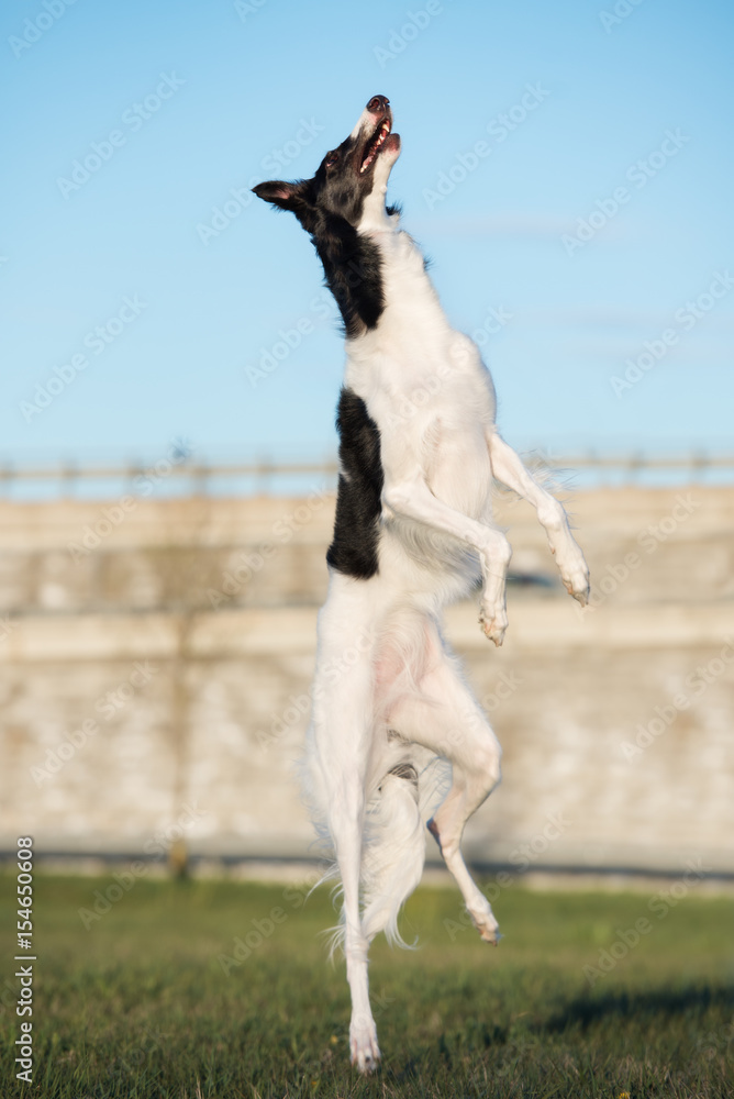 russian borzoi dog jumping outdoors in summer Stock Photo | Adobe Stock