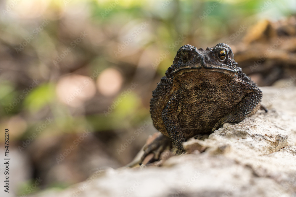 Common Toad on timber,asian toad brown,Common Toad (Bufo Bufo),poison ...