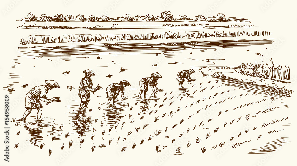 Asian farmers working on Field. Hand drawn illustration. Rice harvest ...