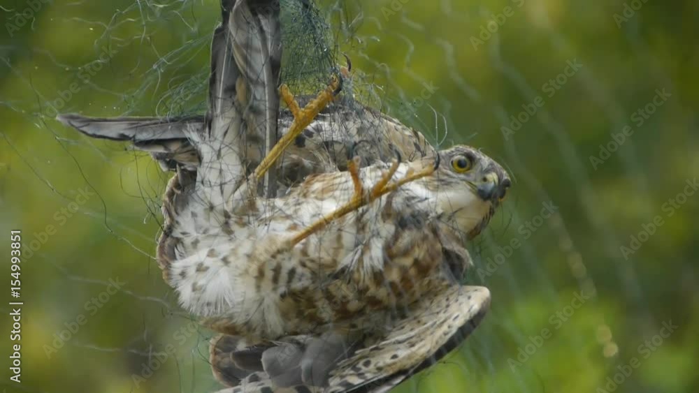 Bird trapped in net,struggling to die in green forest like fail loser ...