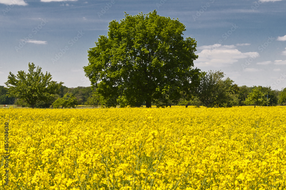 Rapsfeld Stock-Foto | Adobe Stock