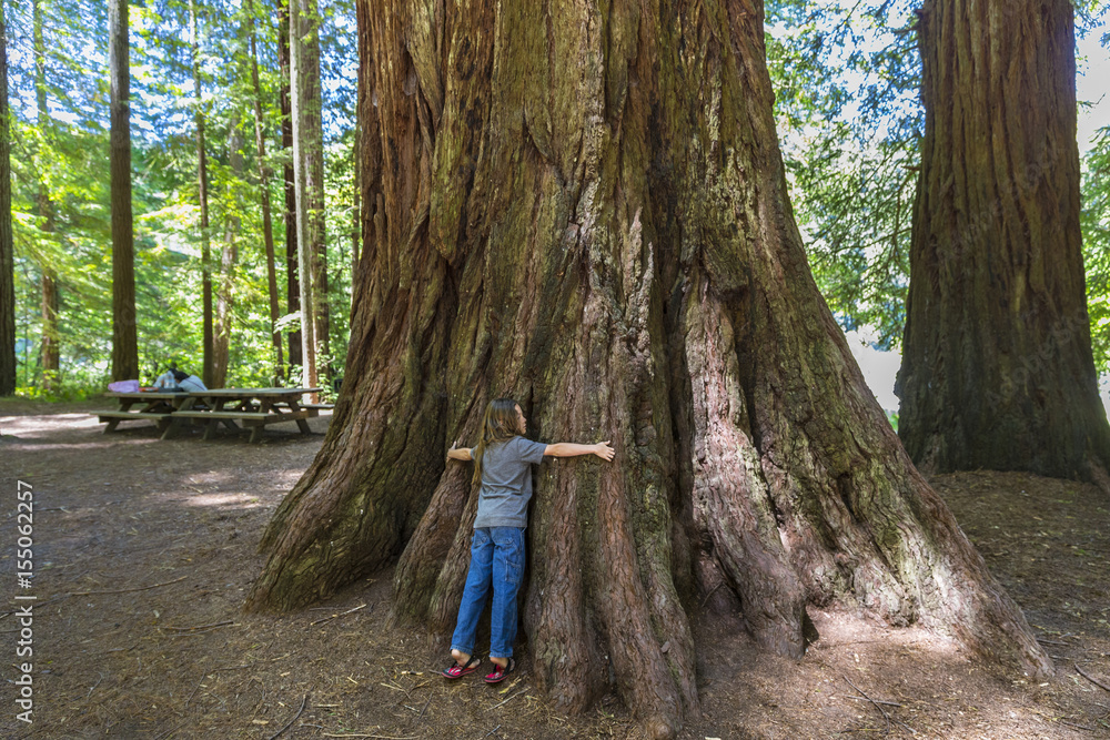 boy hugging a giant redwood tree Stock Photo | Adobe Stock