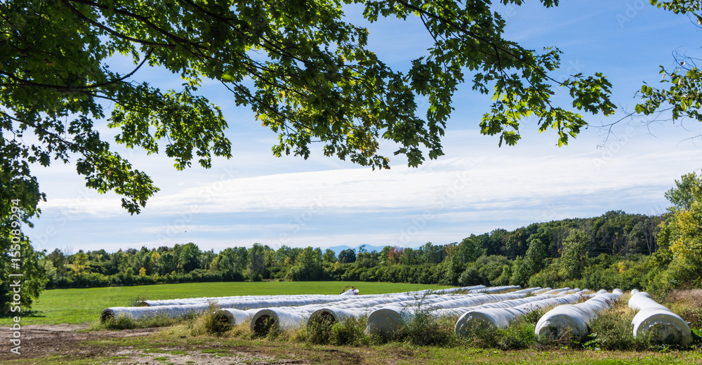 baling forage crops for silage using long plastic tubes Stock Photo ...